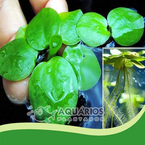 Limnobium laevigatum - Aquários Plantados
